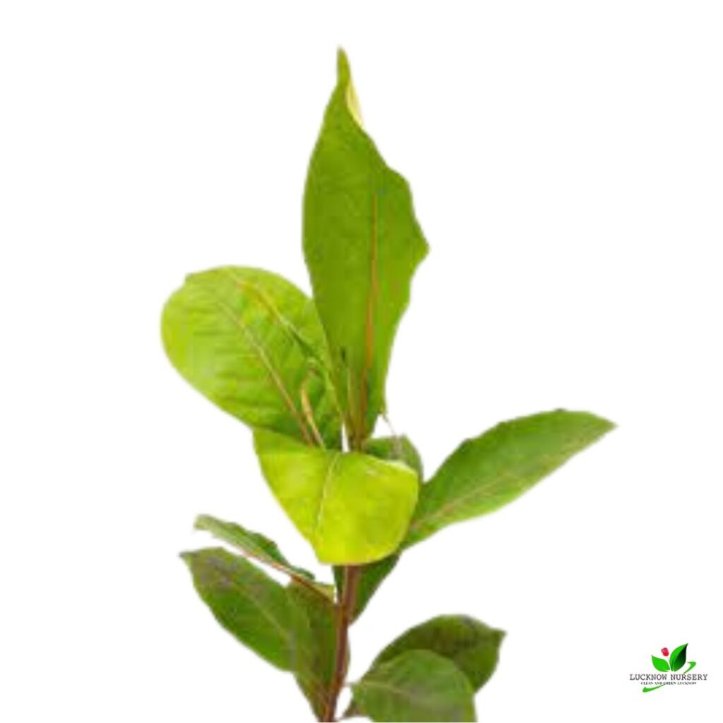 Indian Almond Tree (Badam Tree), Terminalia catappa Plant - With Pot ...