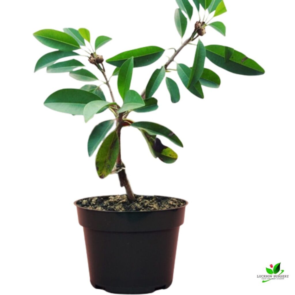 Amla Tree, Indian Gooseberry (Grafted) Plant - With Pot - Online Plants ...